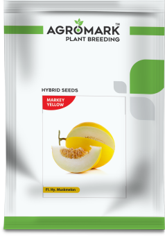 Sponge-Gourd | Agromark